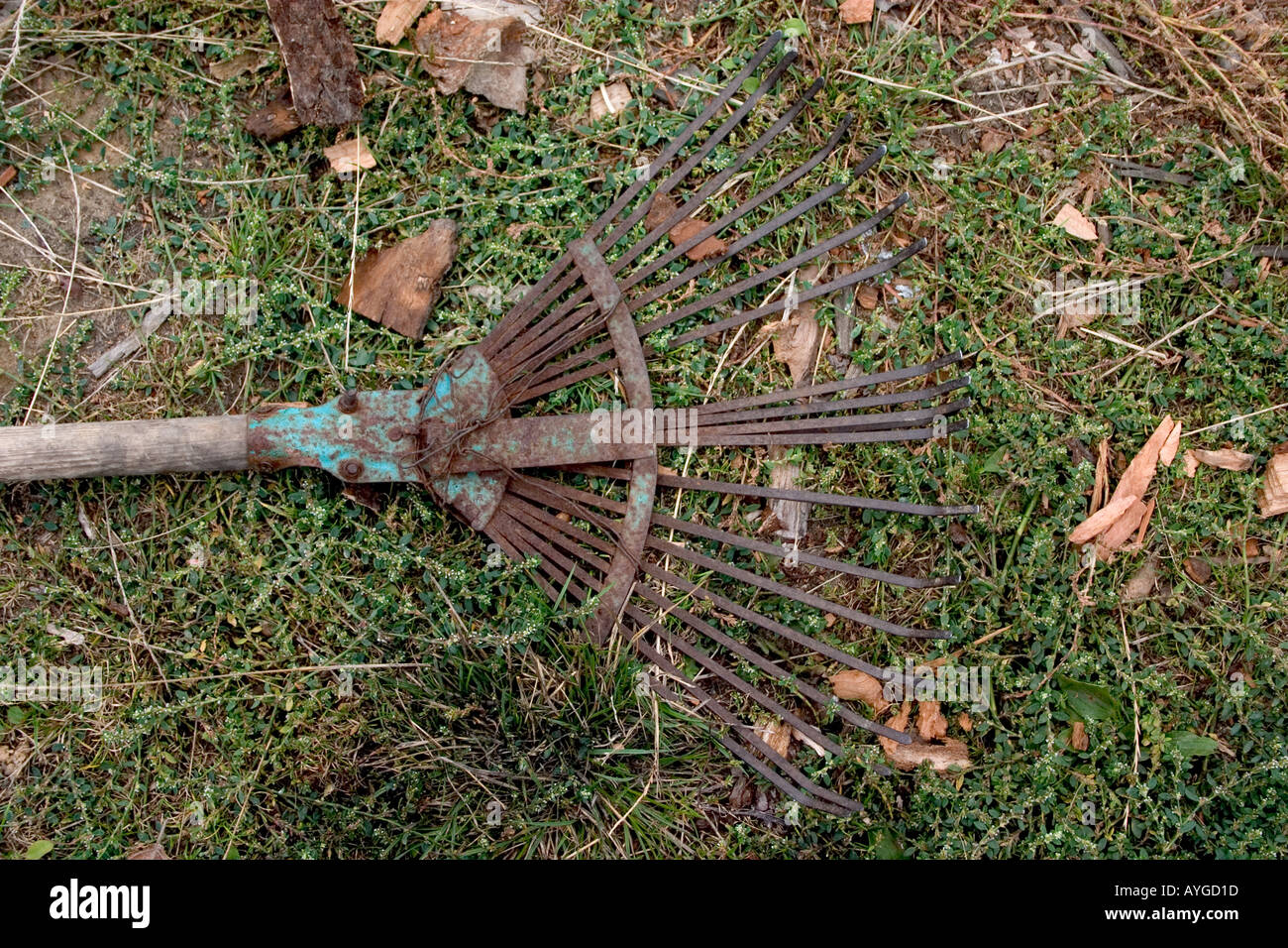 Abandoned rusted rake lying in the grass with a gap between the long ...