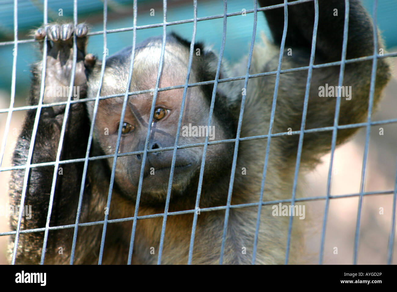 Animal testing monkey cage hi-res stock photography and images - Alamy