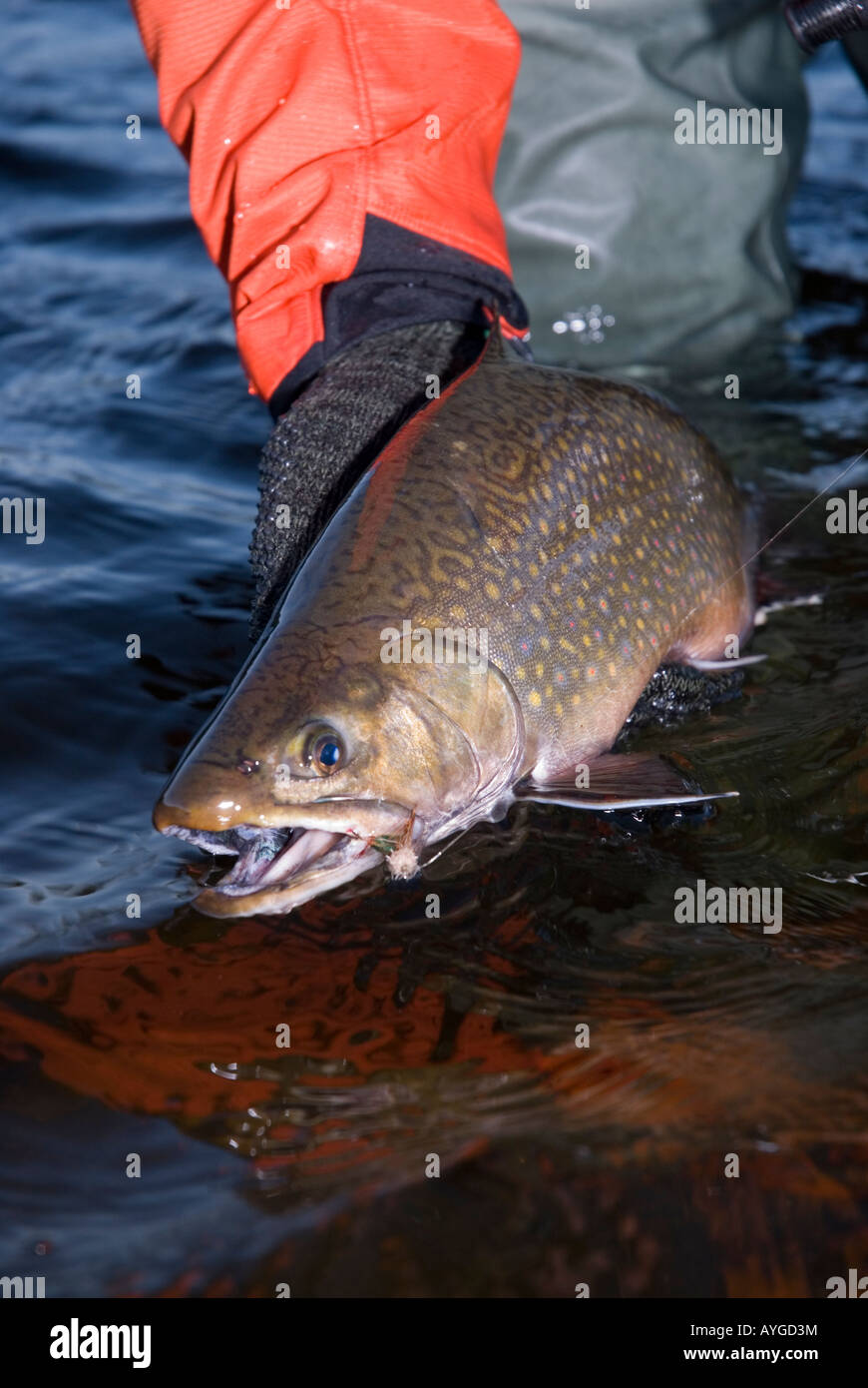 releasing trout into river Stock Photo - Alamy
