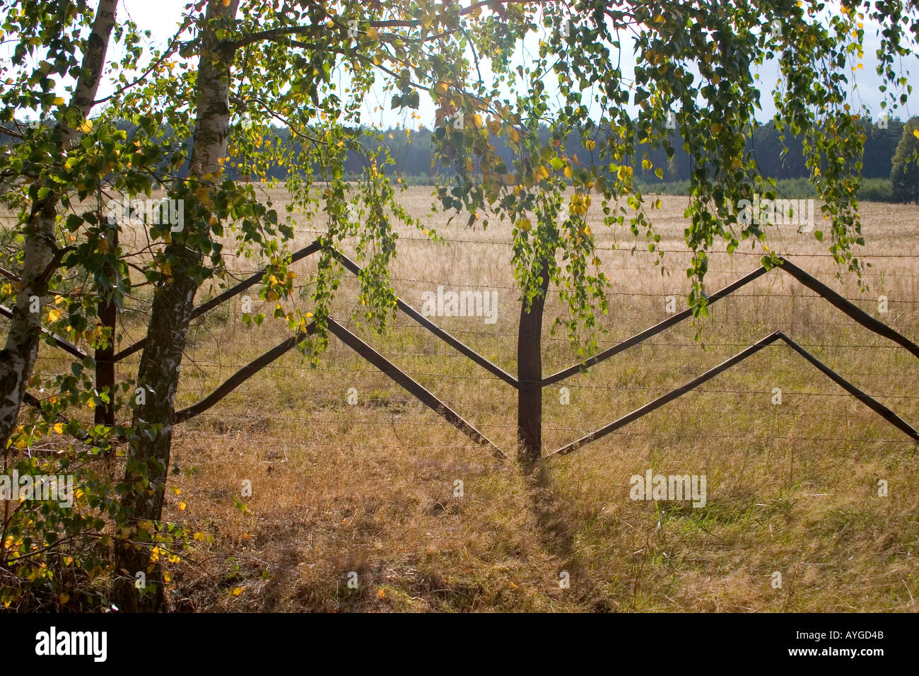 Zigzag fence dividing farmer's fields with the Polish National Forest ...