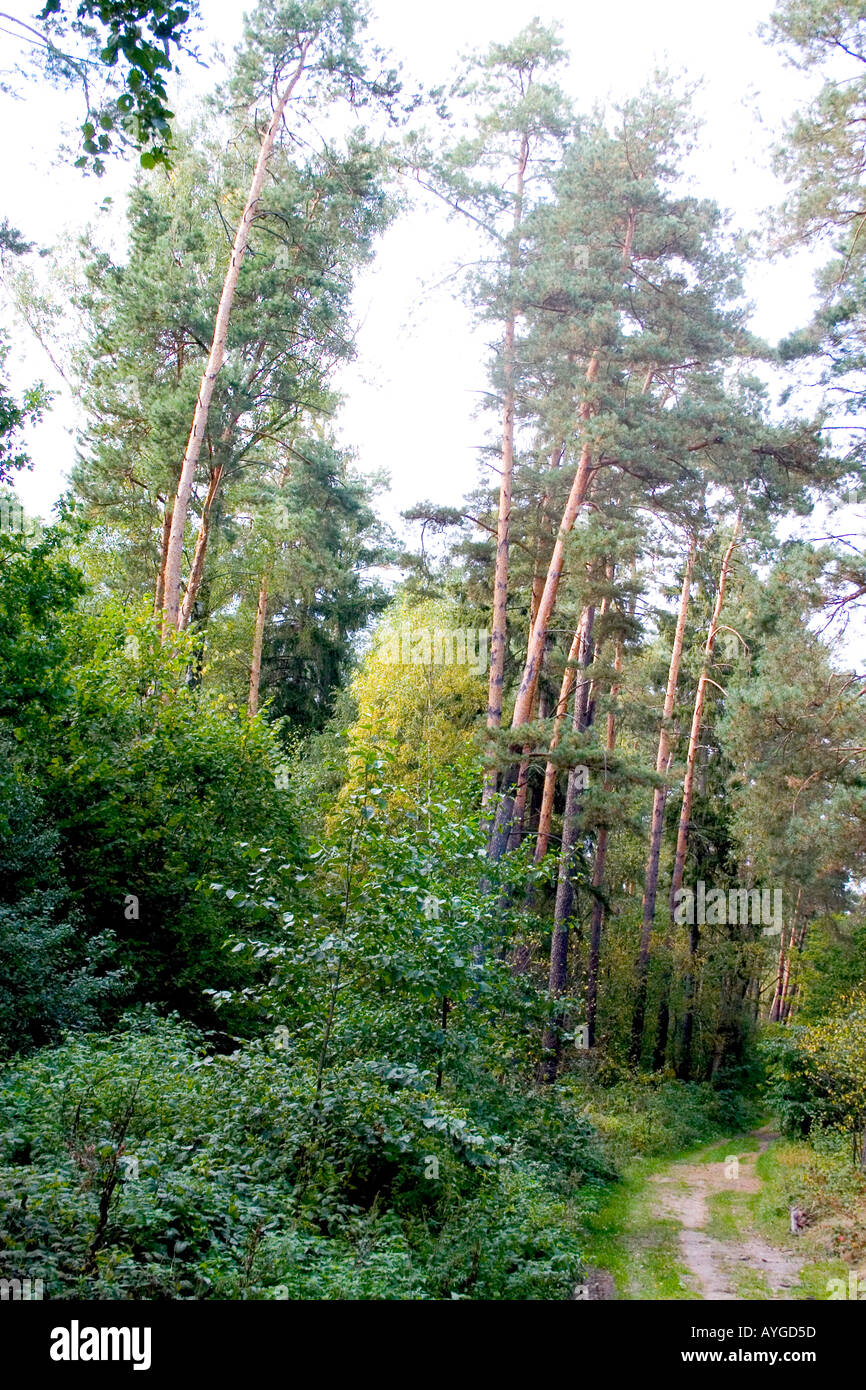 A stand of trees and logging road through the Polish National Forest ...