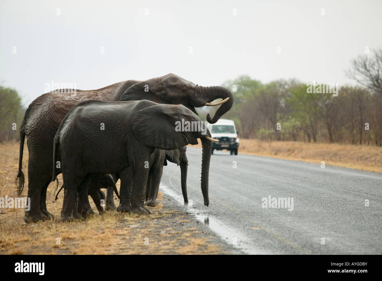 Africa Botswana Kasane Elephant herd Loxodonta africana drinks from ...