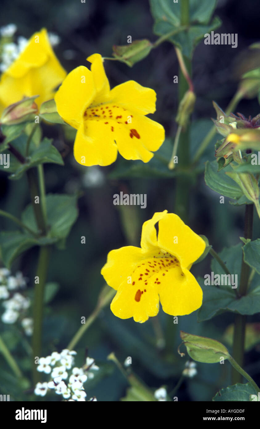 Yellow monkeyflower mimulus guttatus hi-res stock photography and ...