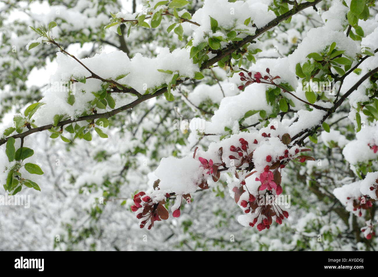 Snow on Blossom Stock Photo - Alamy