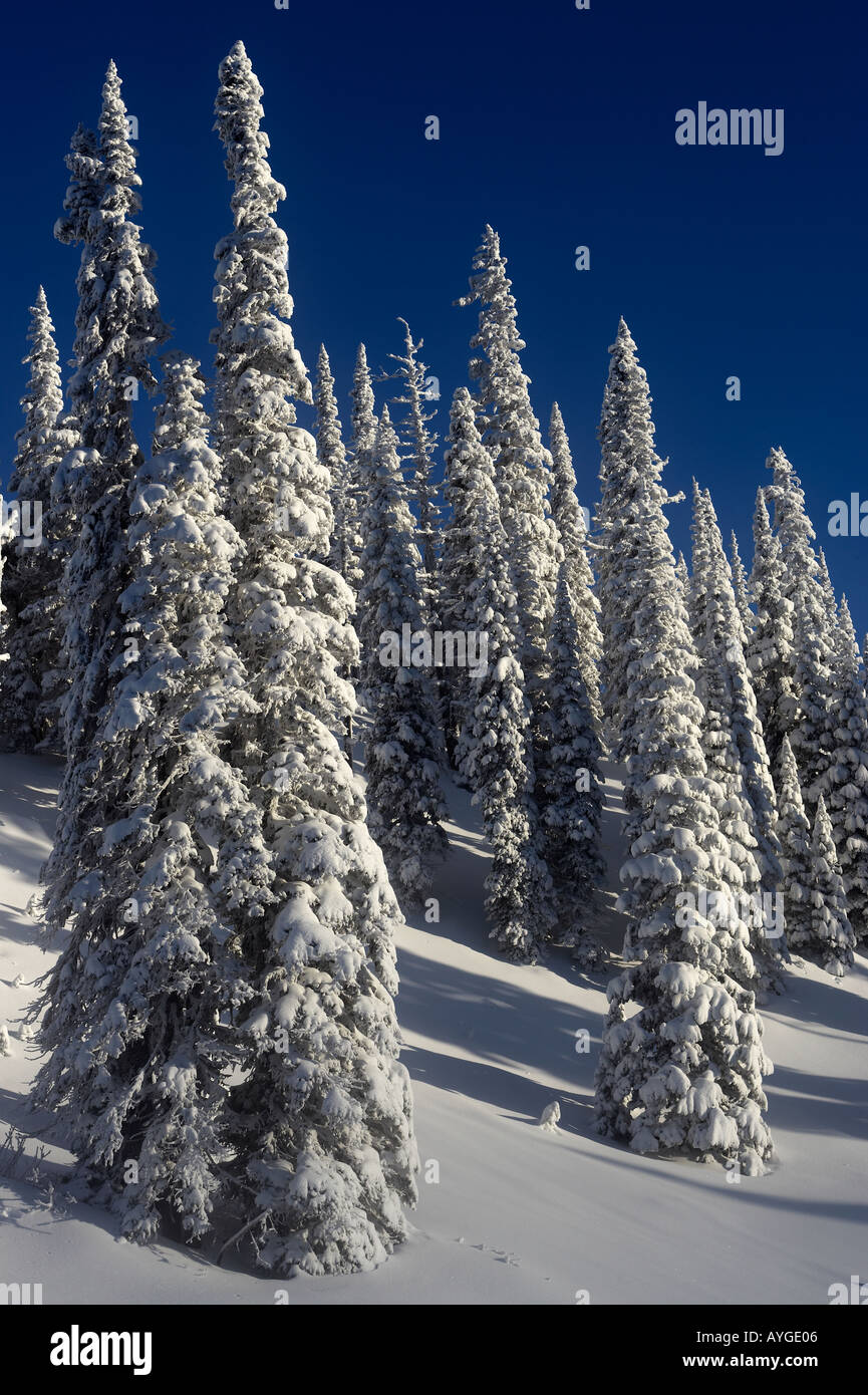 Snow covered trees Stock Photo - Alamy