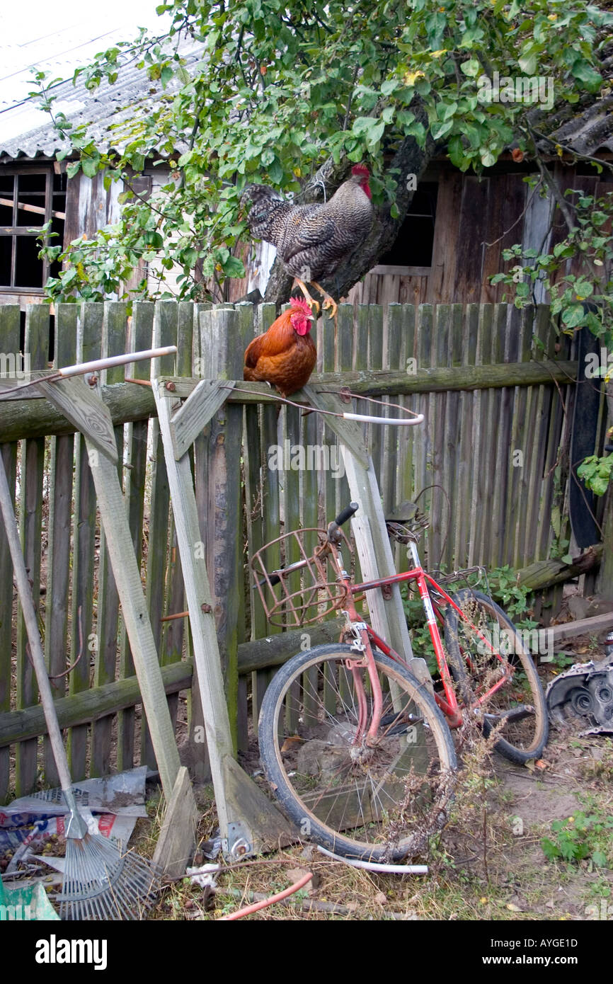 Free range roosters sitting on fence above bicycle in farmers yard ...