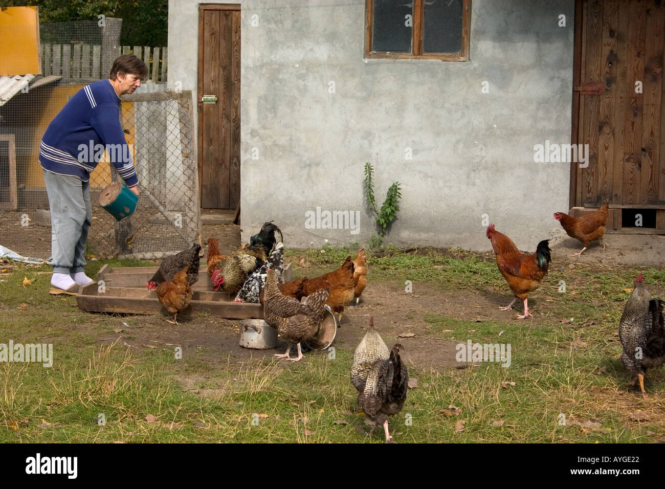 White polish rooster hi-res stock photography and images - Alamy