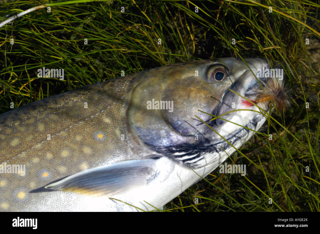 Brook trout fly in mouth hi-res stock photography and images - Alamy