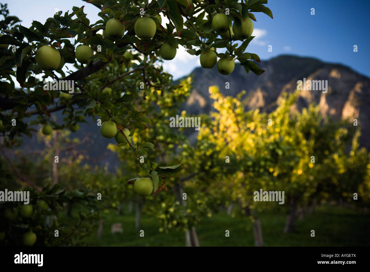 apple orchards in Keremeos, Similkameen country, canada Stock Photo - Alamy