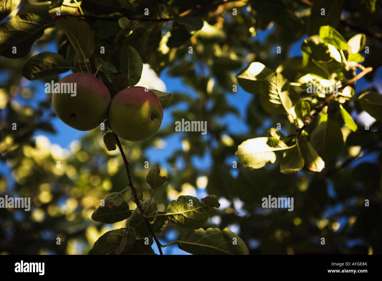 closeup up on apples Stock Photo - Alamy