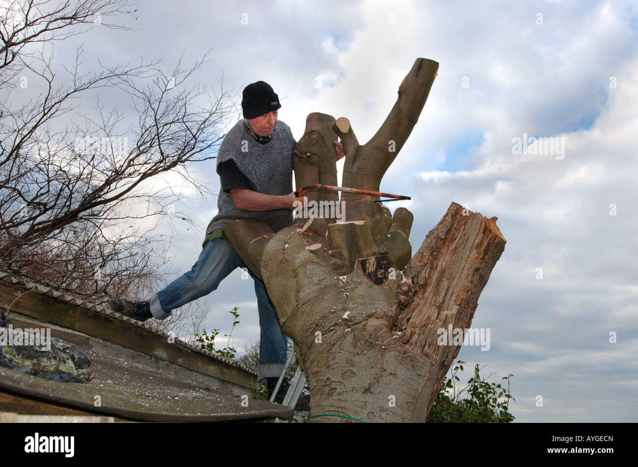 A Man In The Process Of Removing Branches From A Tree Stock Photo - Alamy