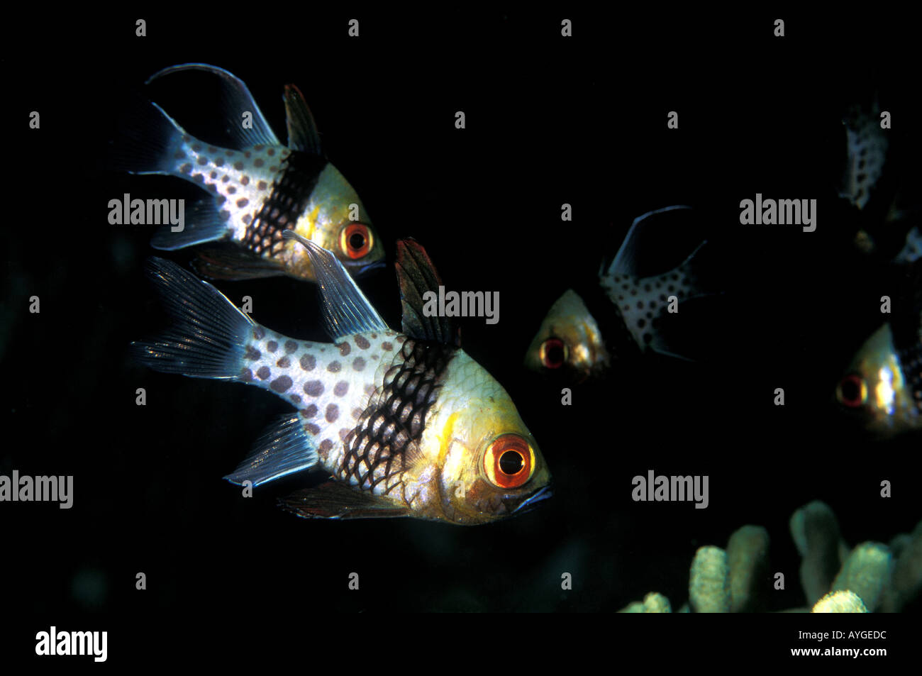Pyjama cardinalfishes Sphaeramia nematoptera Coron Island Philippines ...