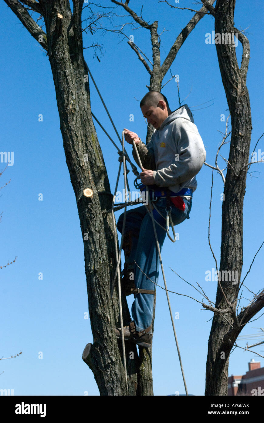 man in tree Stock Photo - Alamy