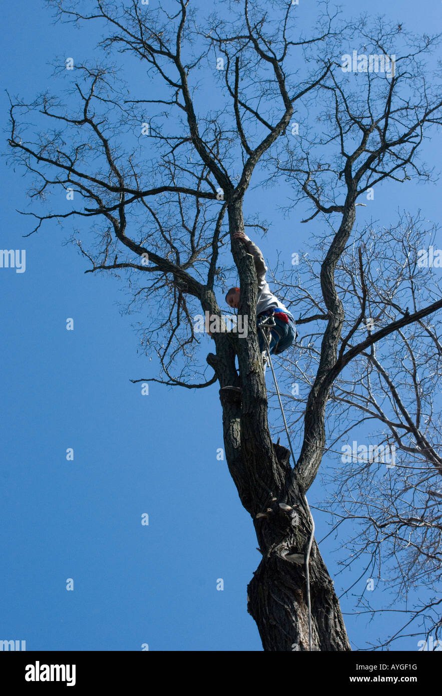 man in tree Stock Photo - Alamy