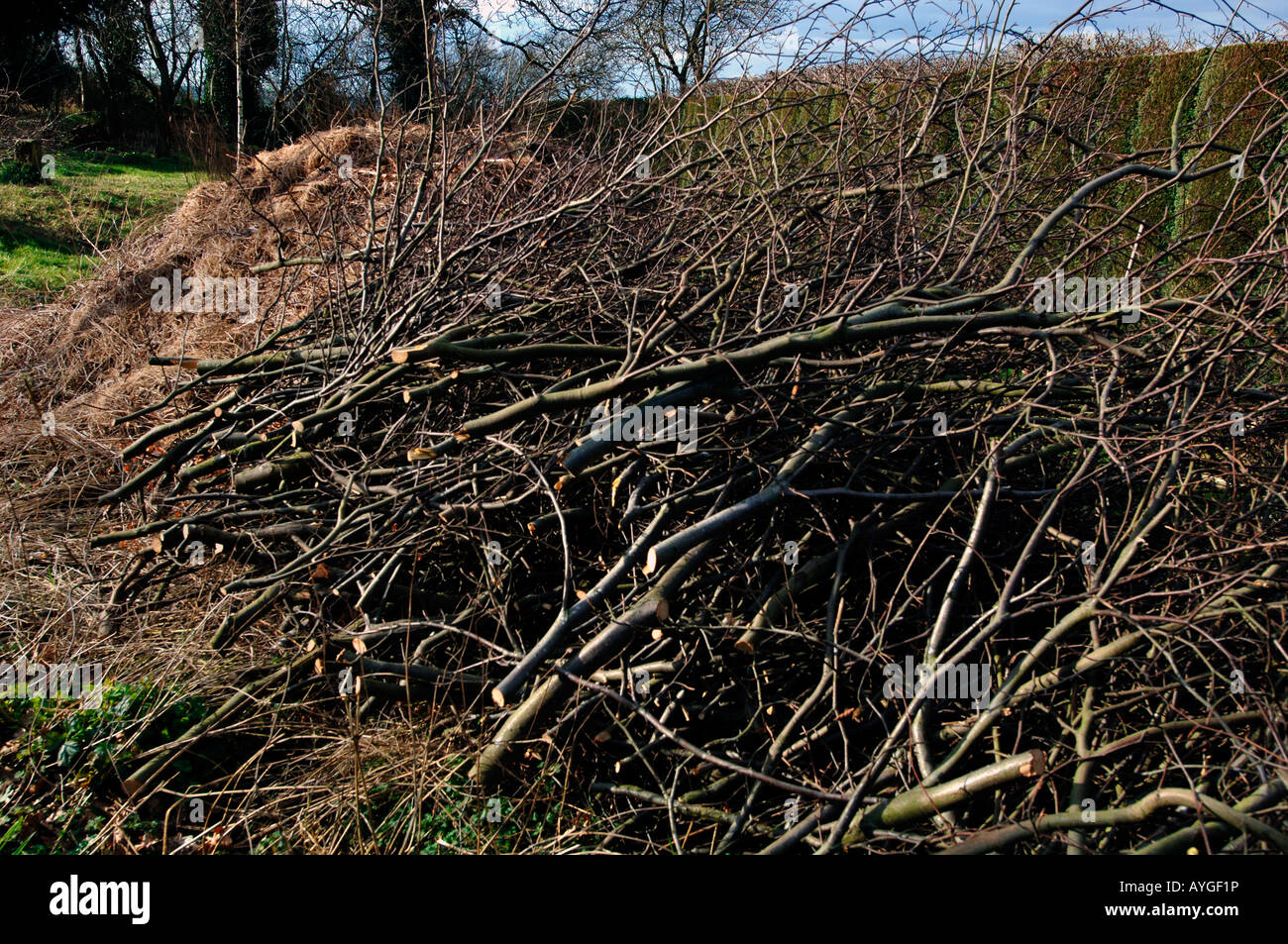 Cut Down Tree Branches,Piled Up In A Garden Stock Photo - Alamy