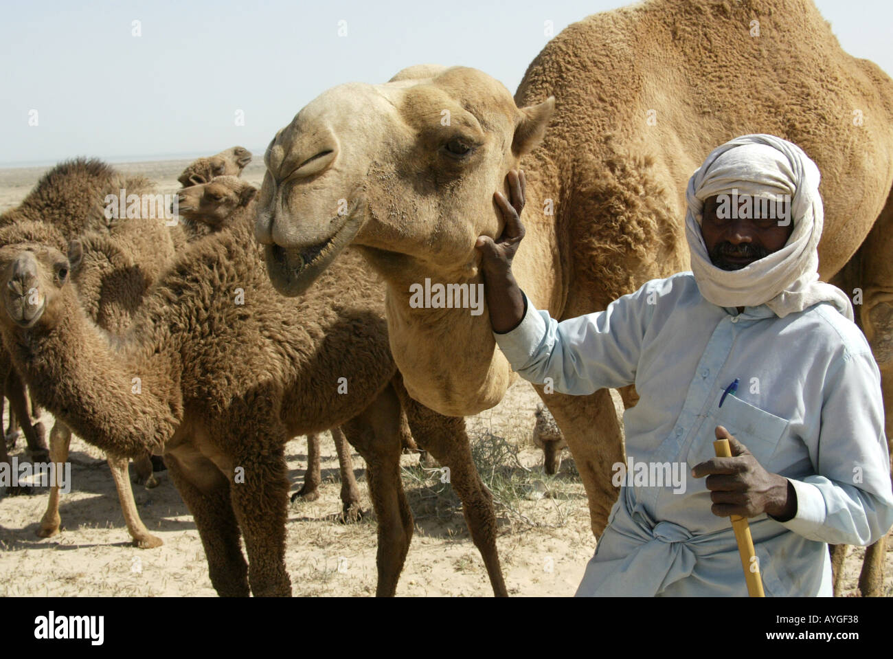 A nomad with his herd of dromedary camels in the desert of northern ...
