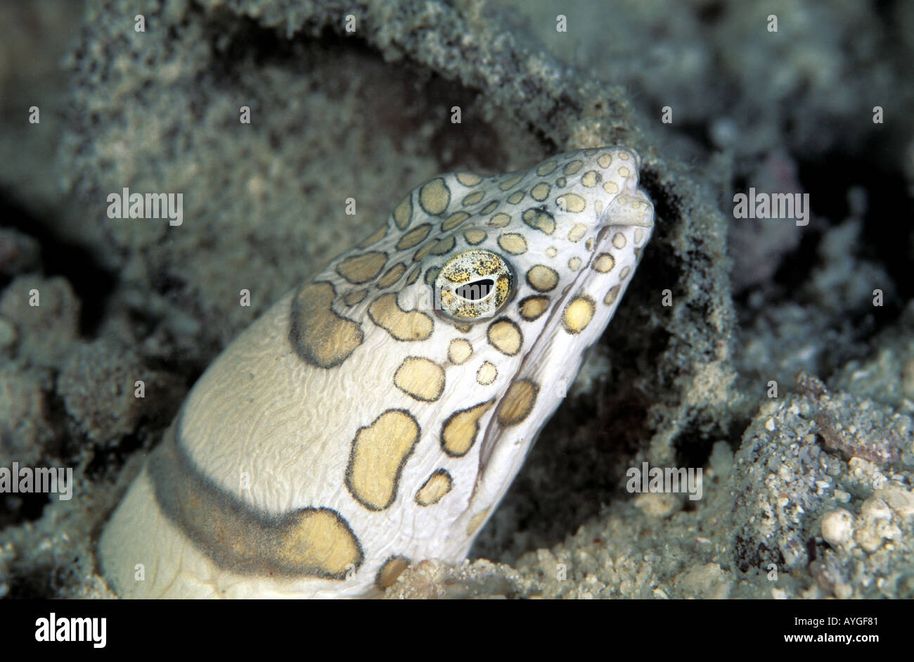 Clown snake eel hi-res stock photography and images - Alamy