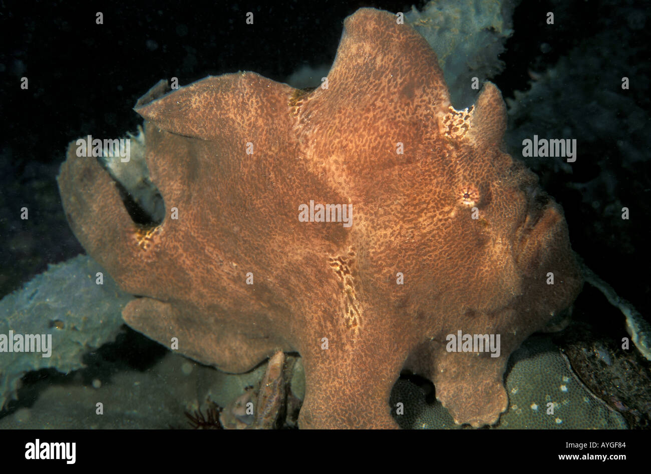Giant frogfish Antennarius commersoni Sulawesi Indonesia Stock Photo ...