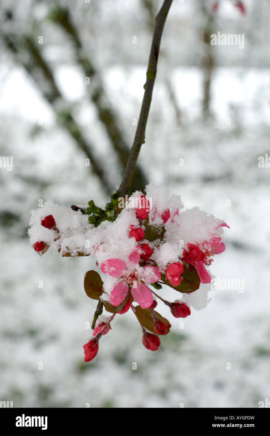 Snow on Blossom Stock Photo - Alamy