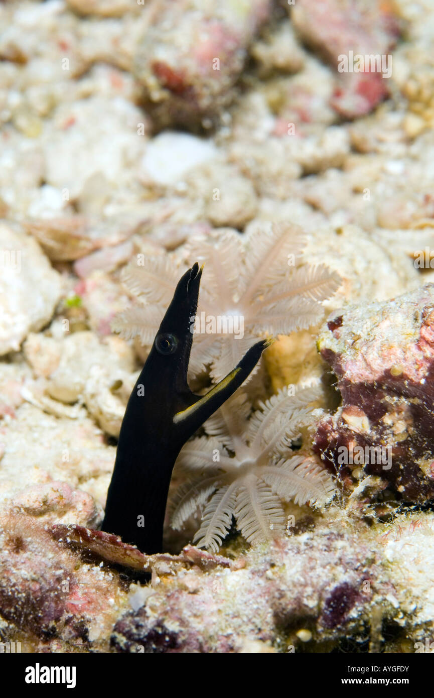 a juvenile blue ribbon eel underwater. This eel will change to a ...