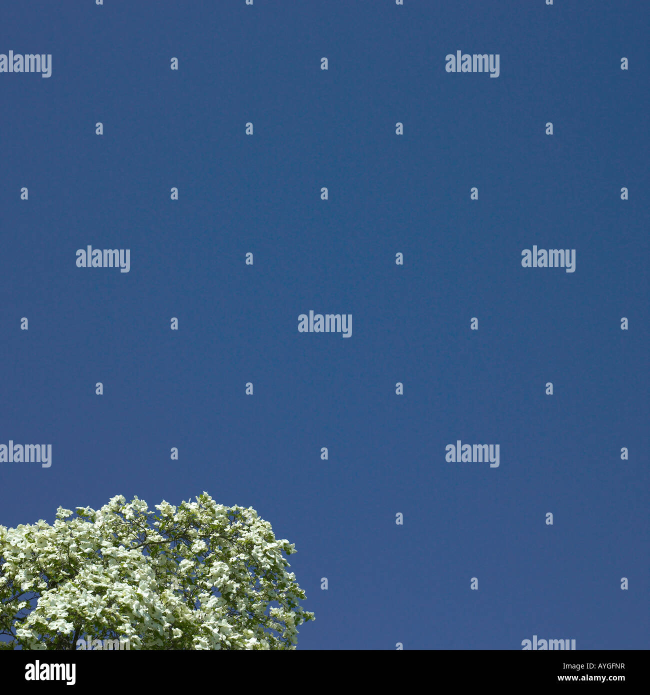 white blossoming tree Stock Photo - Alamy