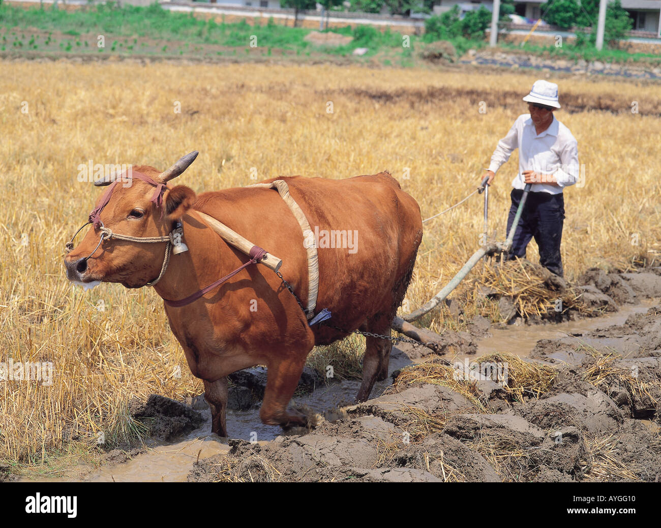 Cow and Rice Stock Photo - Alamy