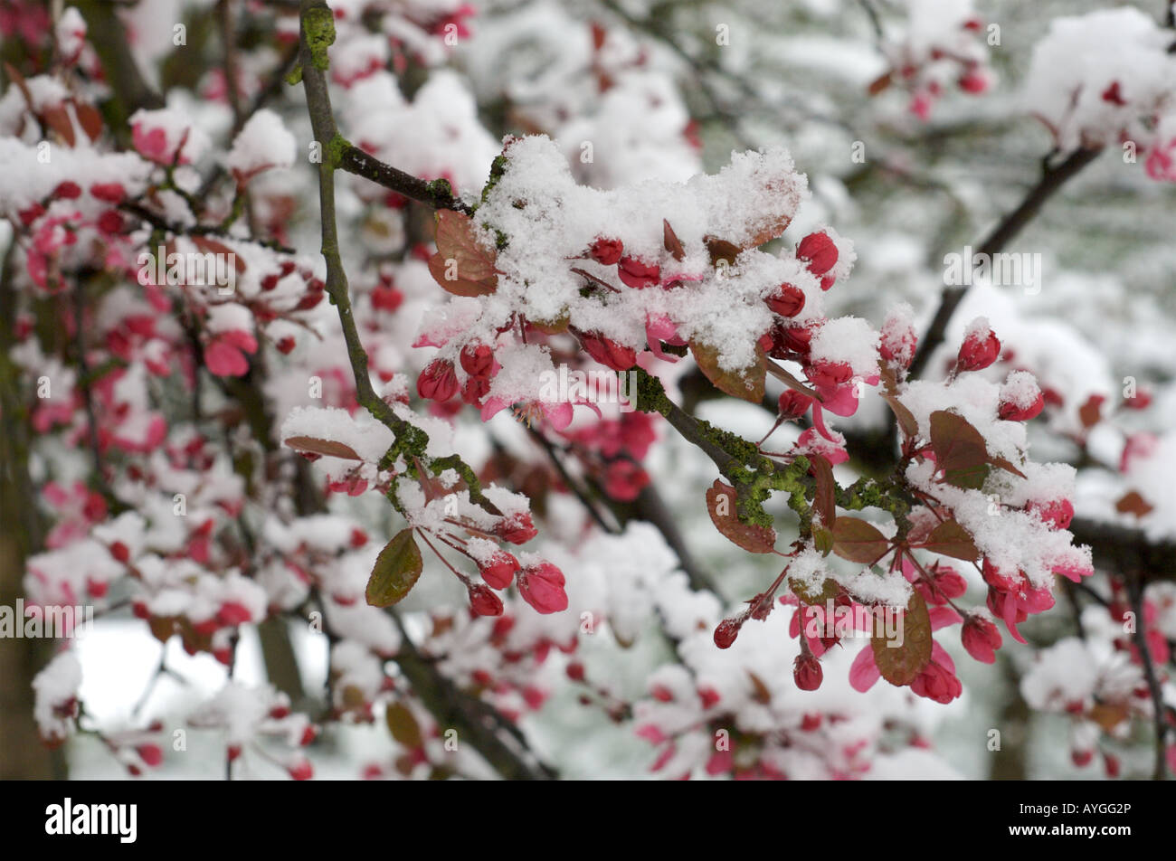 Snow on flowering trees hi-res stock photography and images - Alamy