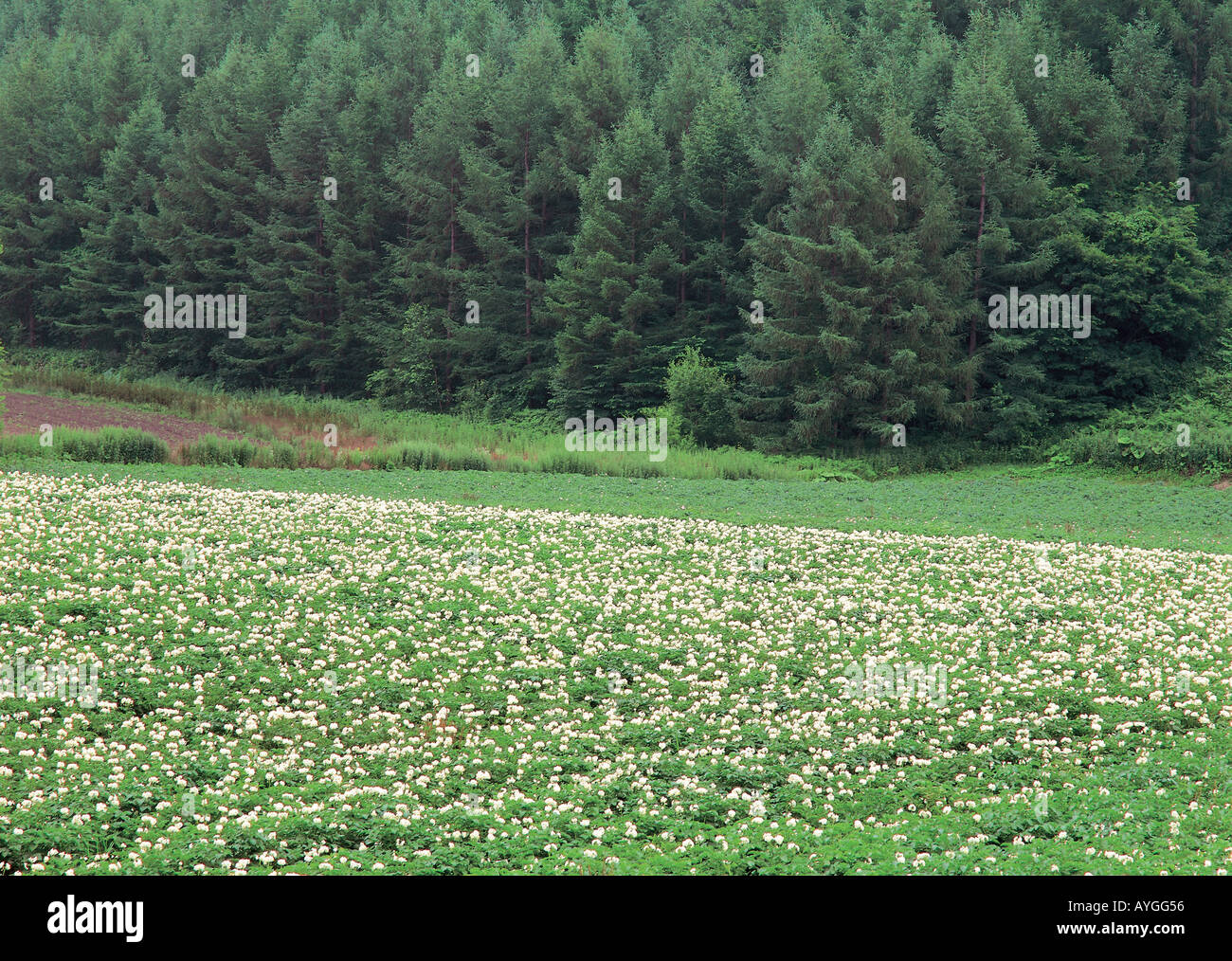 Forest Trees in Plains Stock Photo - Alamy
