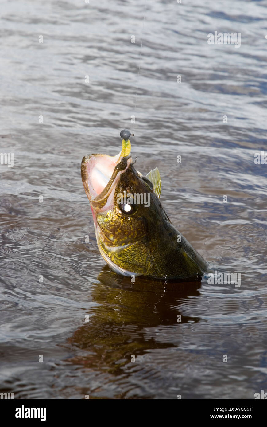 Walleye close up hi-res stock photography and images - Alamy