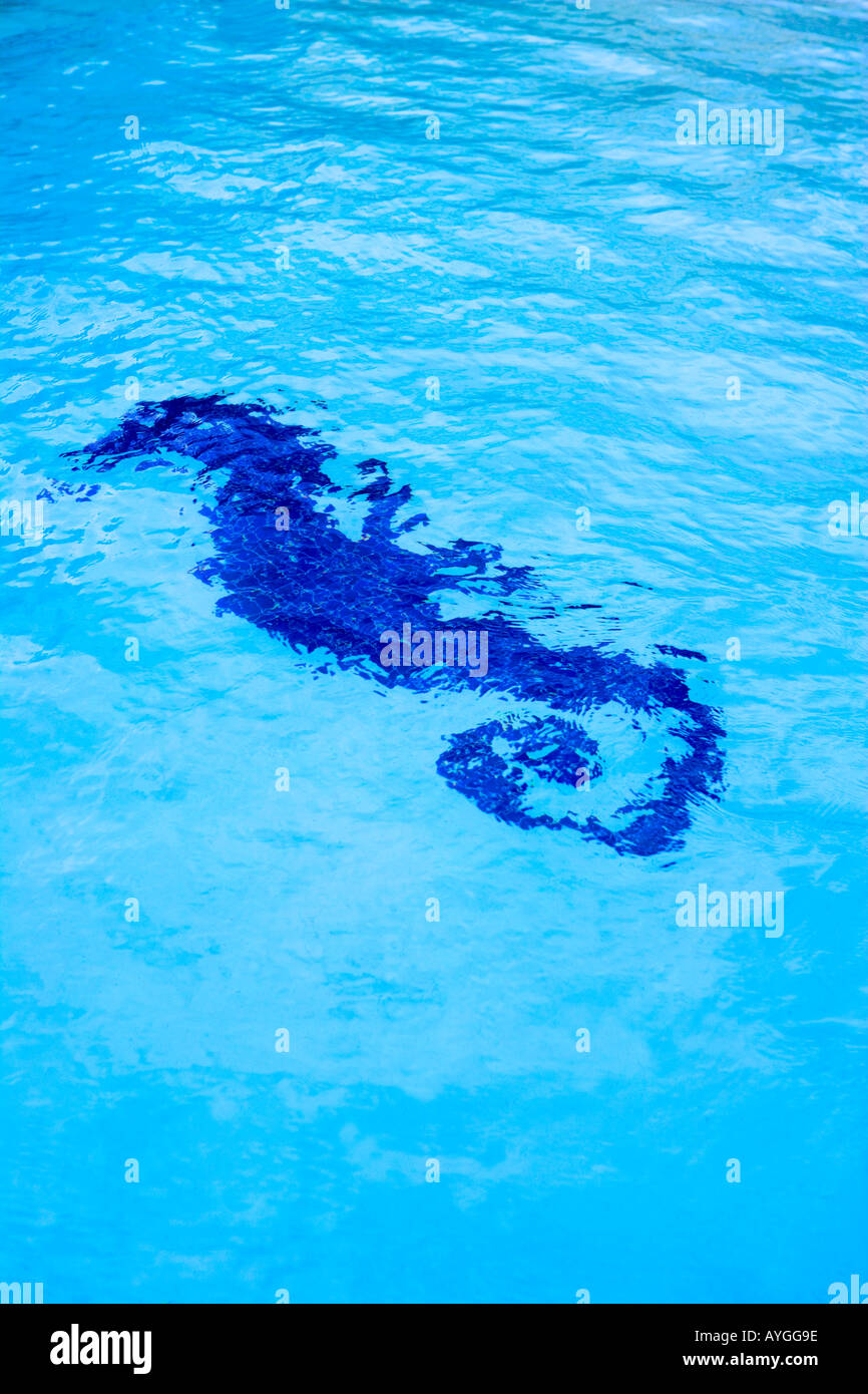 Mauritian swimming pool pools sea horse design hi-res stock photography ...