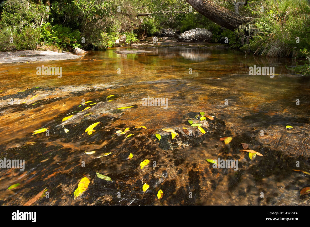 Spring water on Mulanje Massif. Malawi Stock Photo - Alamy
