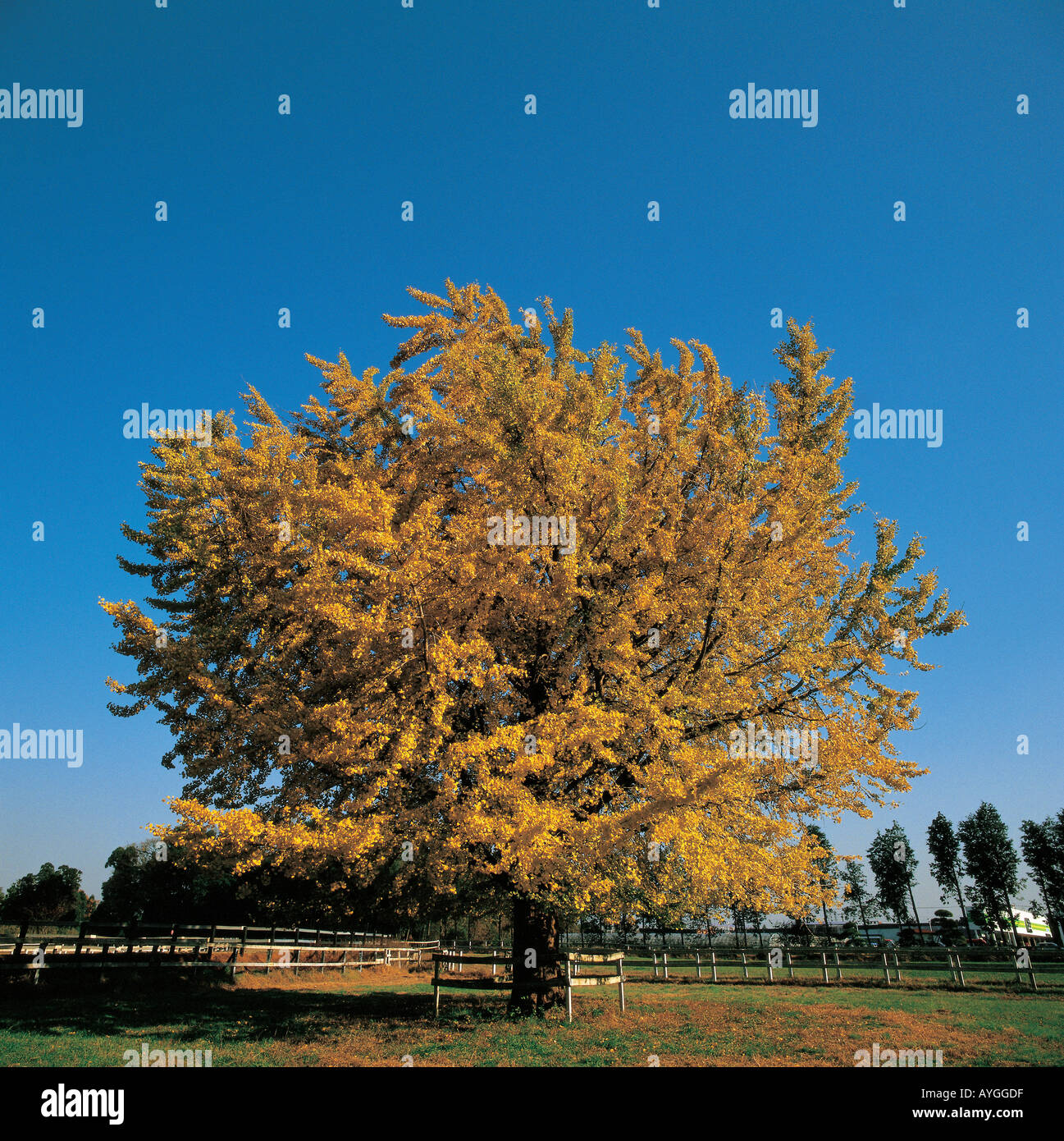 Tree of Autumn Stock Photo - Alamy