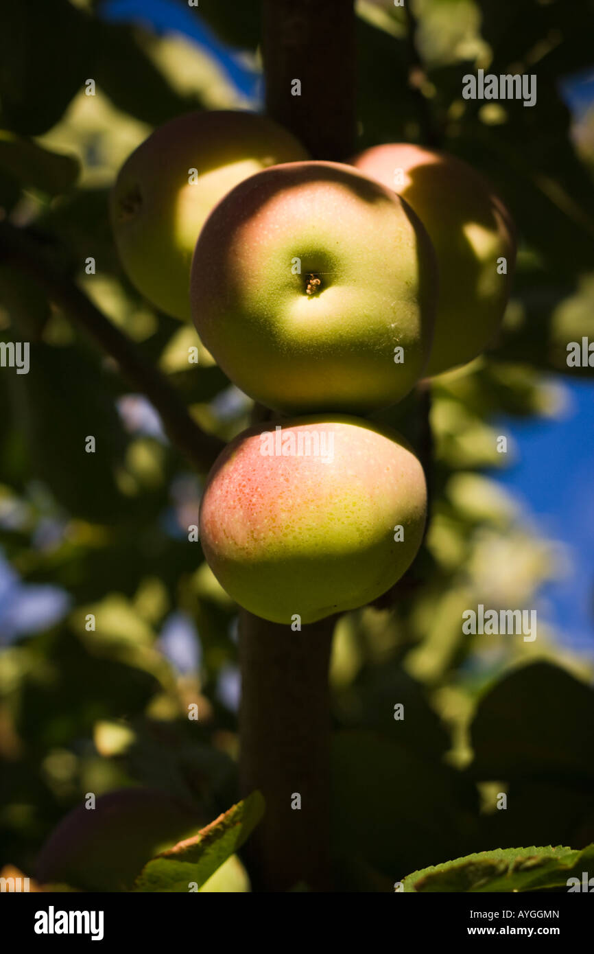 closeup up on apples Stock Photo - Alamy