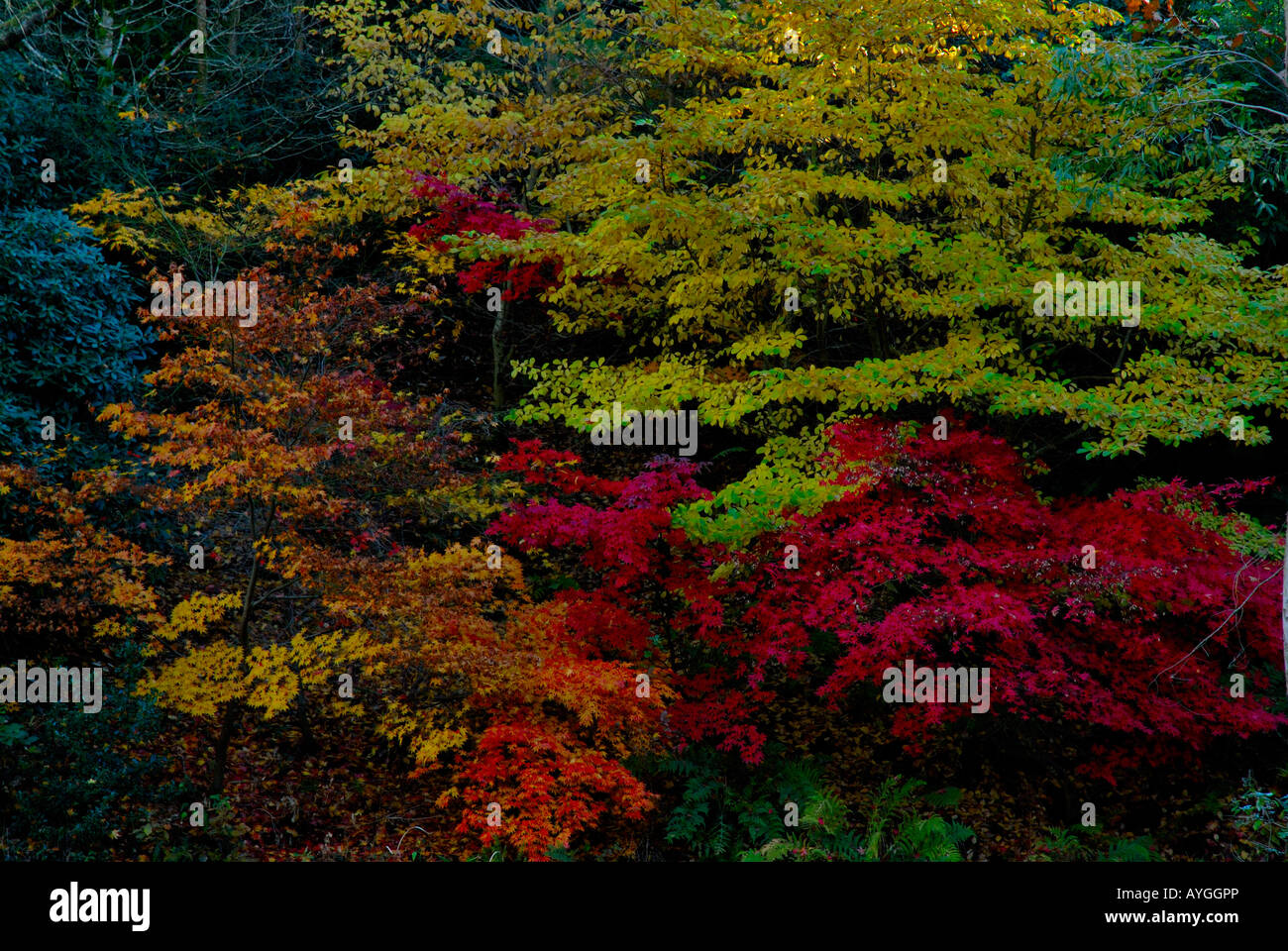 Acer Colors in Autumn Garden. North Wales UK Stock Photo - Alamy