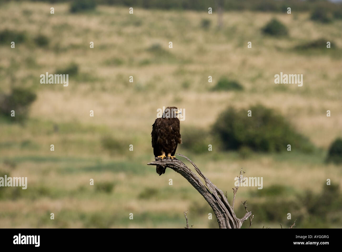 STEPPE EAGLE AQUILA NIPALENSIS Stock Photo - Alamy