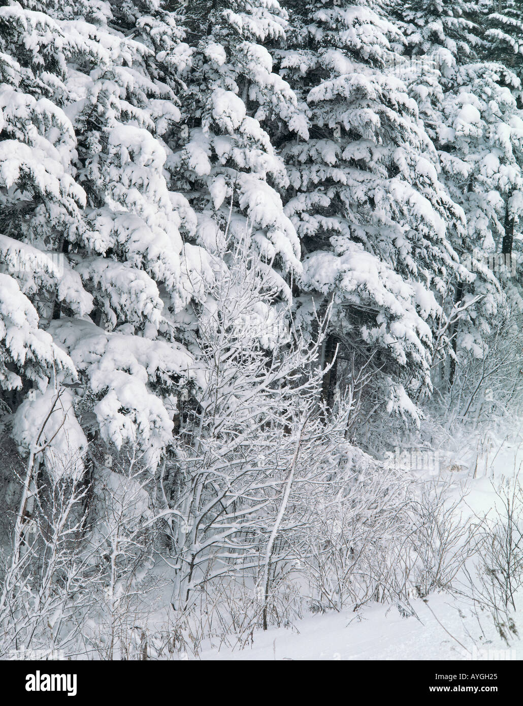 Snow Covered Branches Stock Photo - Alamy
