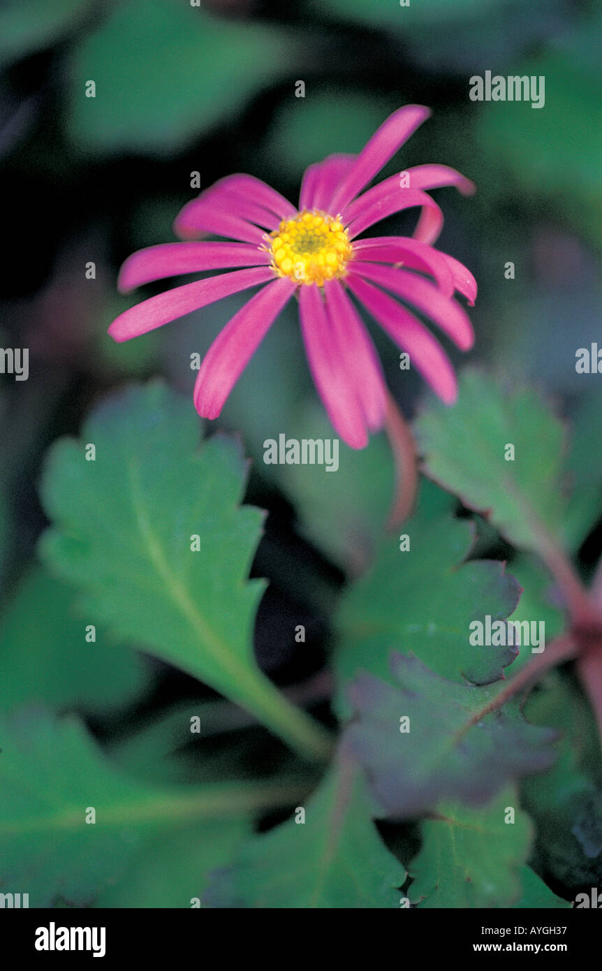 Flower above Leaf Stock Photo - Alamy