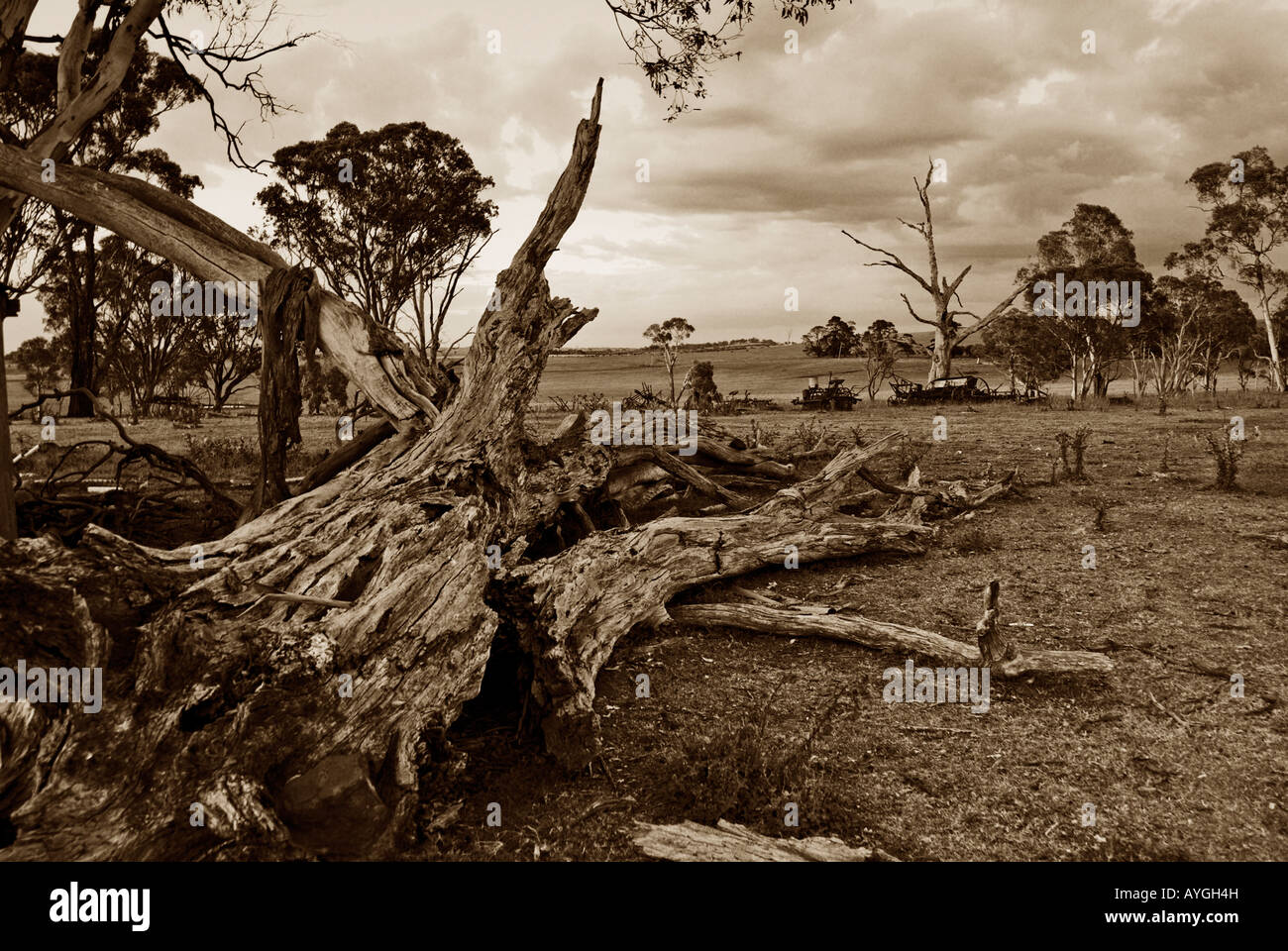 the end a huge tree has fallen on the farm Stock Photo - Alamy