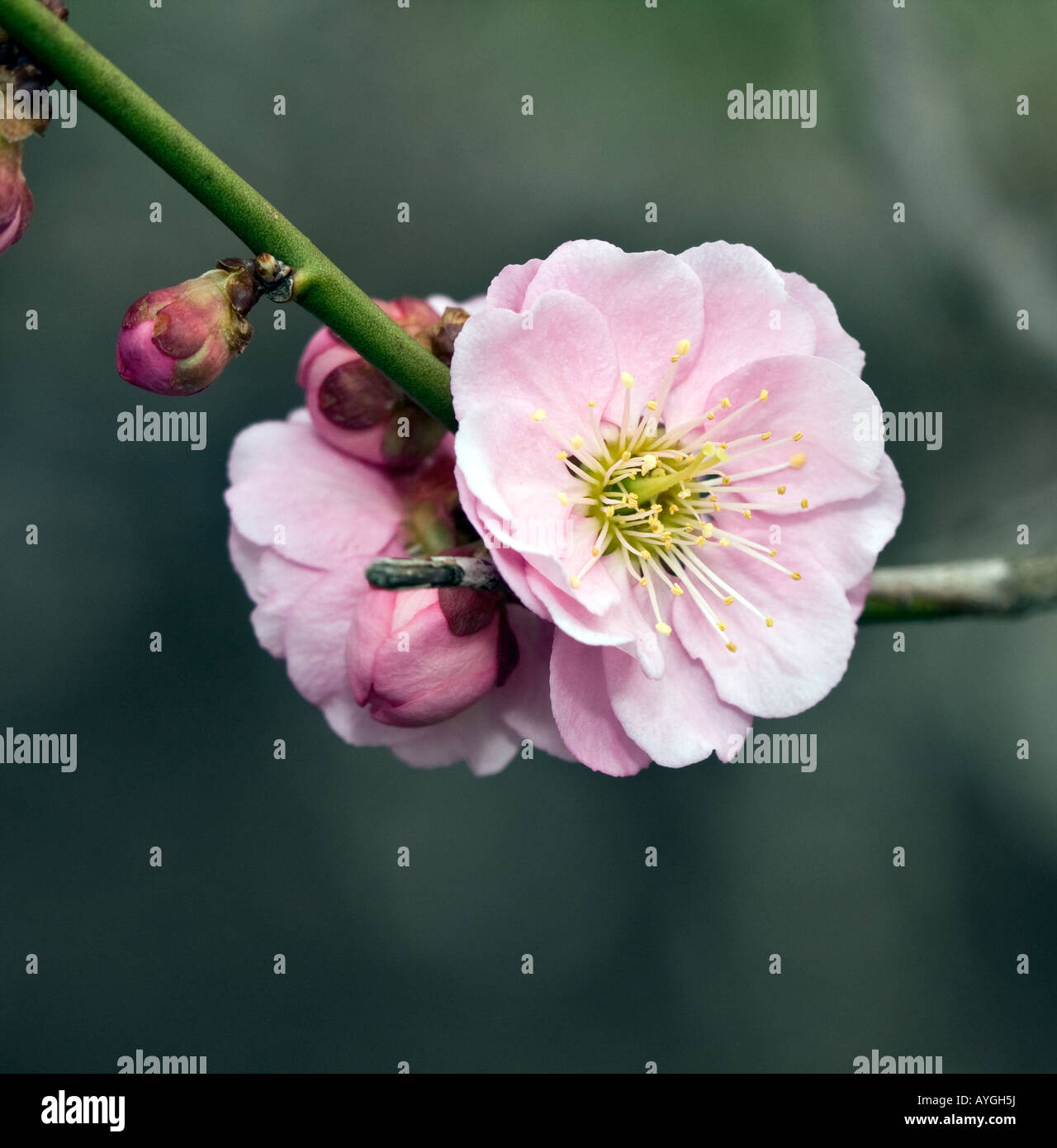 Prunus Mume 'Alba Plena' Japanese Apricot Rosaceae Japan China Stock ...