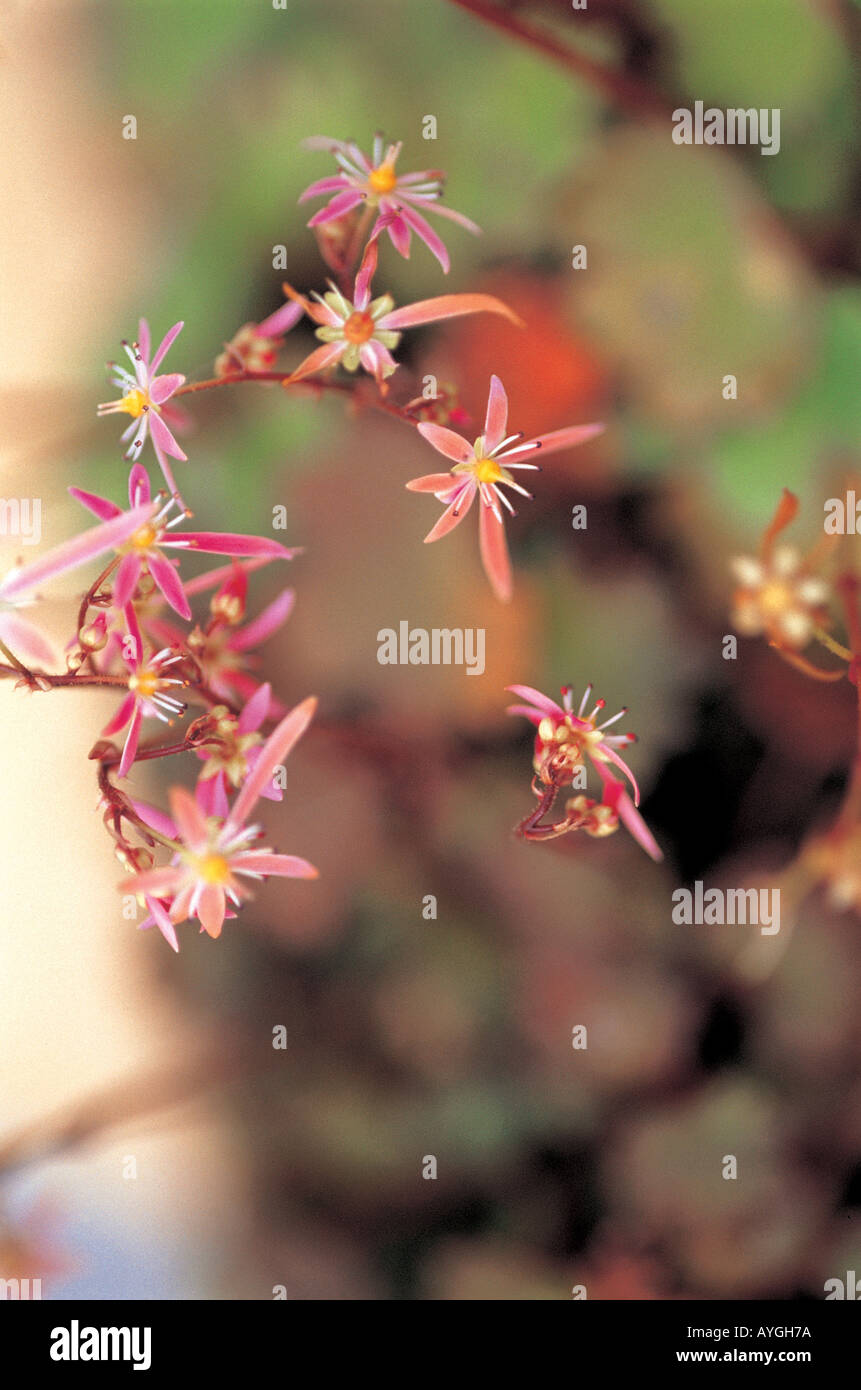 Flower and Sight Stock Photo - Alamy