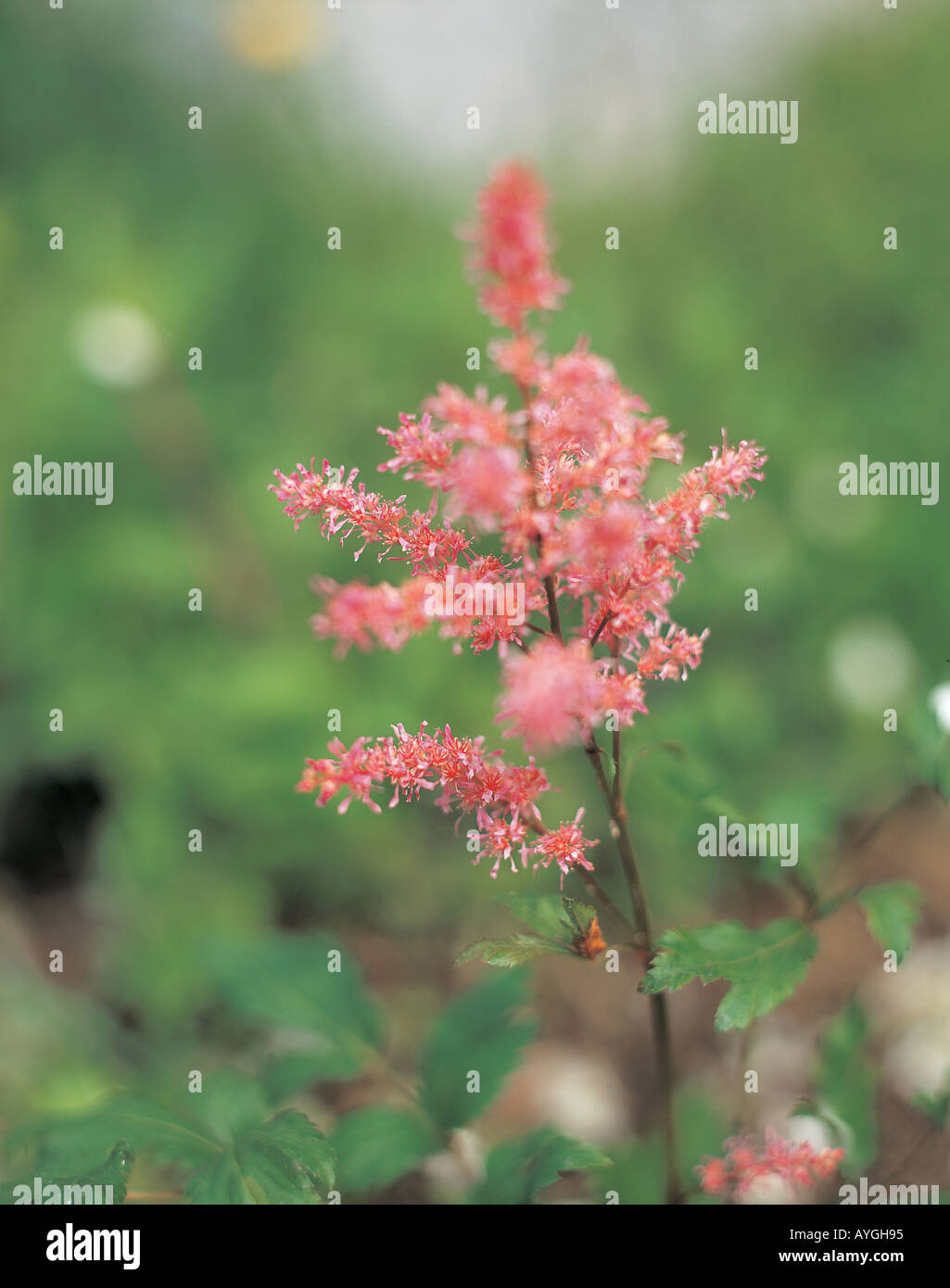 Flowers and Sight Stock Photo - Alamy