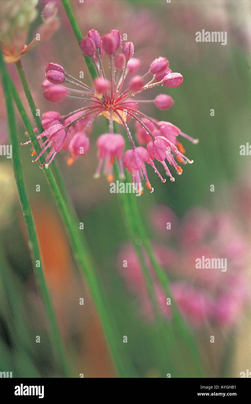 Flower by Cane Stock Photo - Alamy