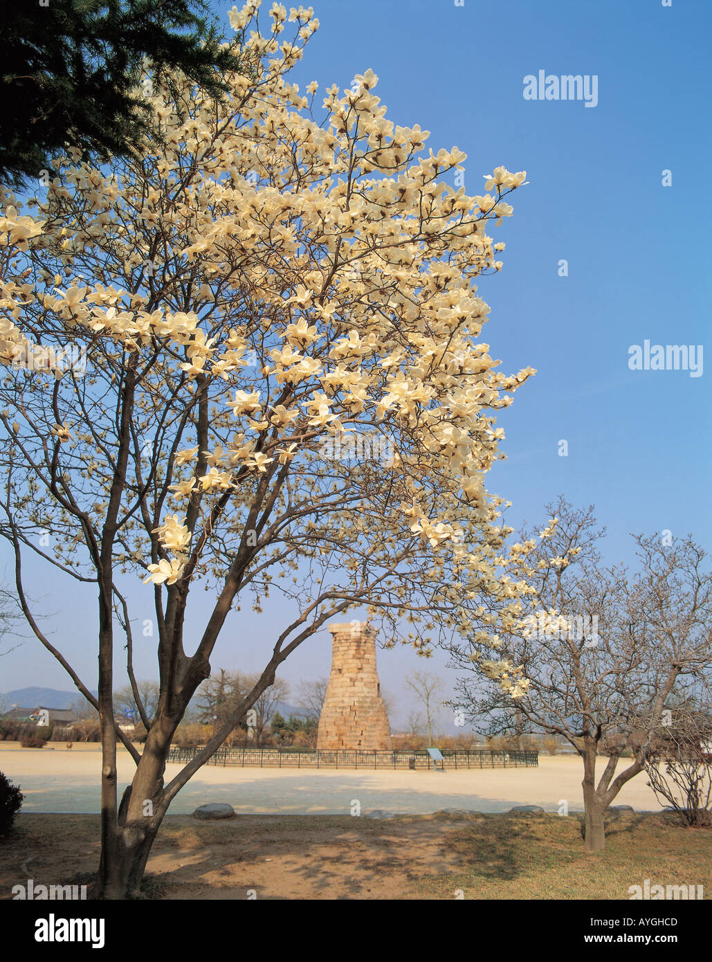 Monument by Tree Stock Photo - Alamy