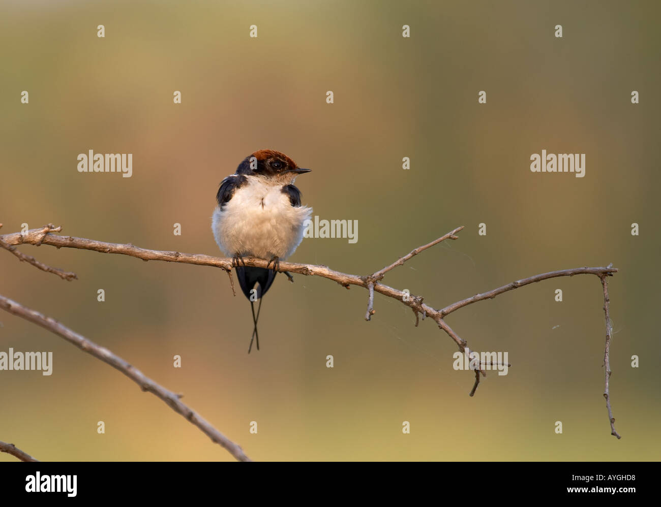 Wire-Tailed Swallow (Hirundo smithii Stock Photo - Alamy