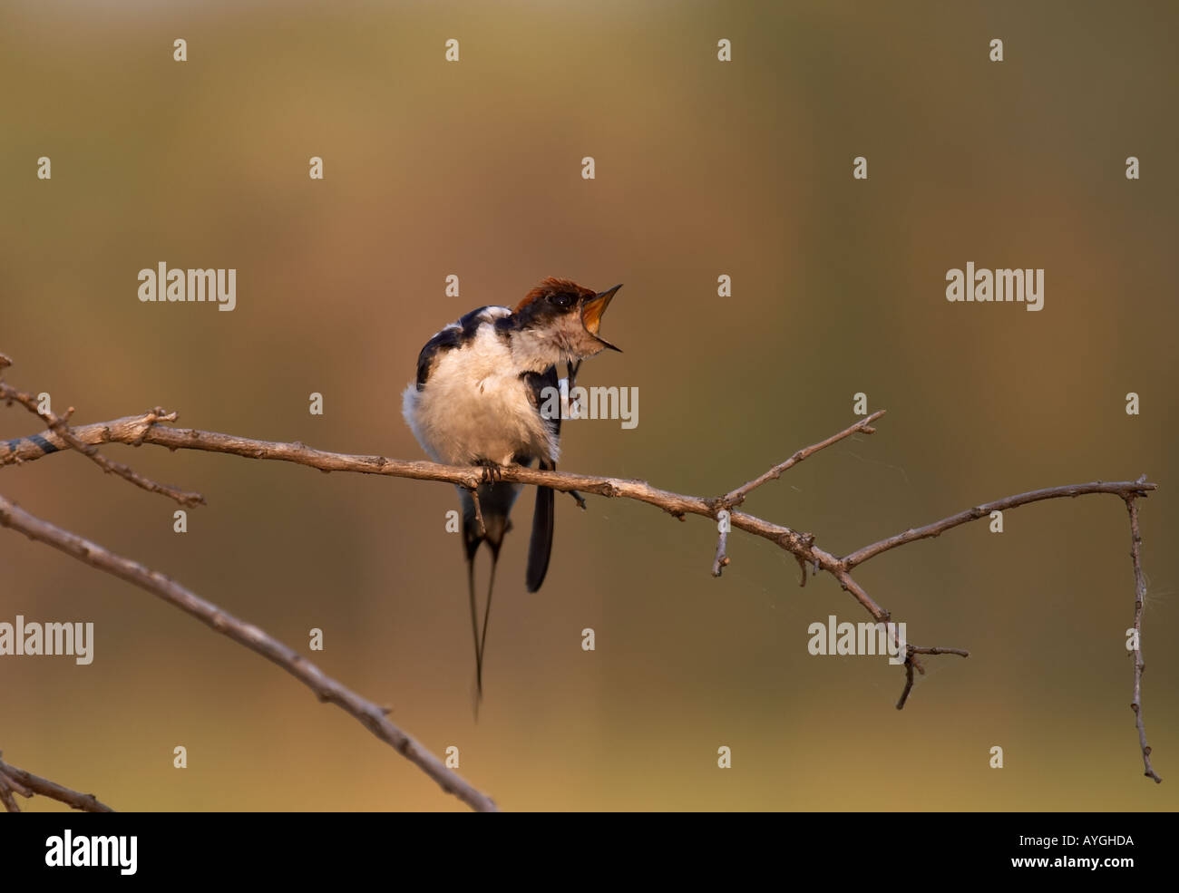 Wire-Tailed Swallow (Hirundo smithii Stock Photo - Alamy