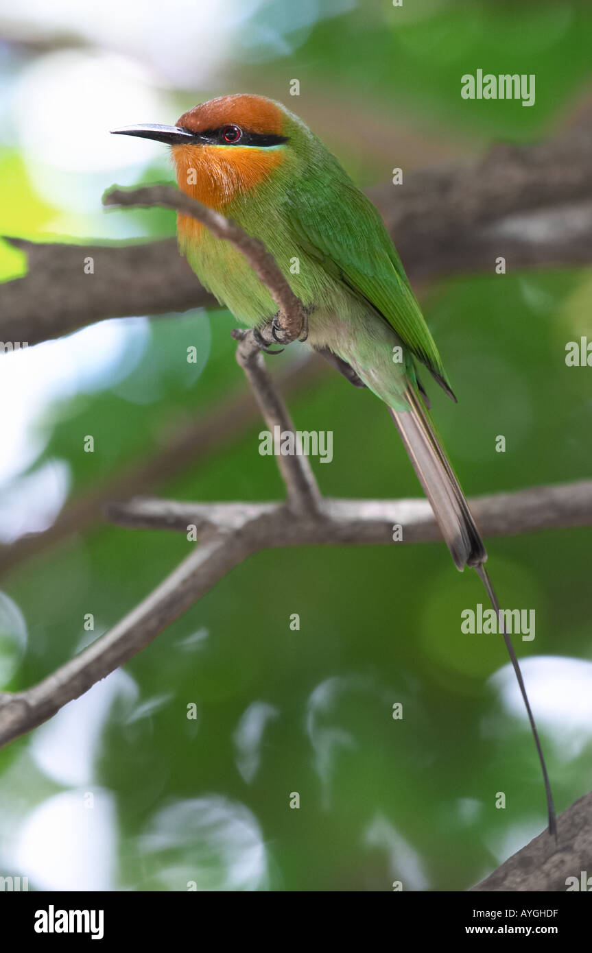 Böhms hi-res stock photography and images - Alamy