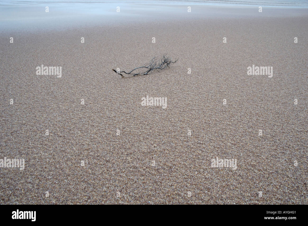 Branch on sand Sandwood Bay Scotland Stock Photo - Alamy