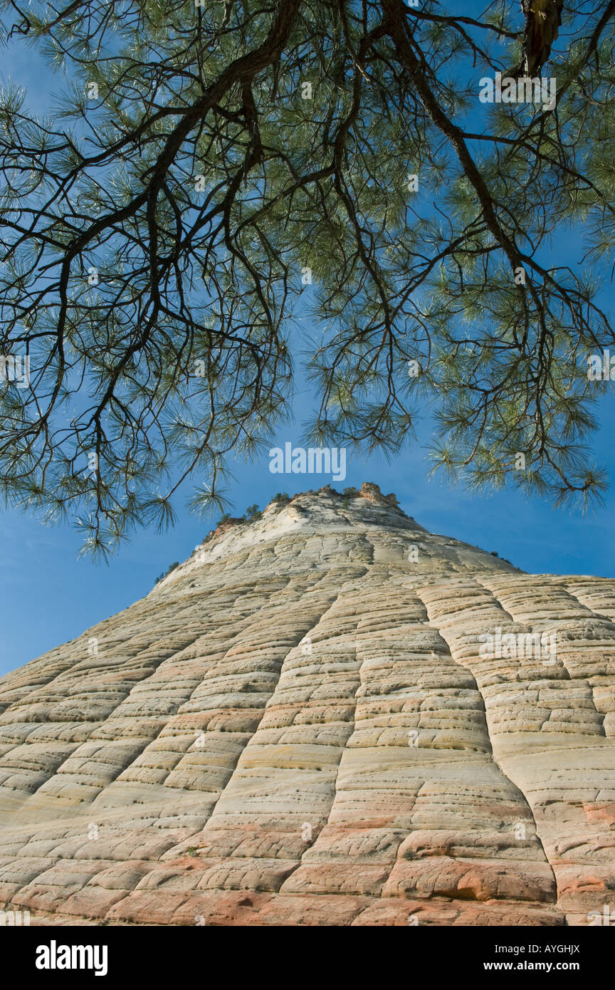 Checkerboard Mesa, Zion National Park, UTAH Stock Photo - Alamy