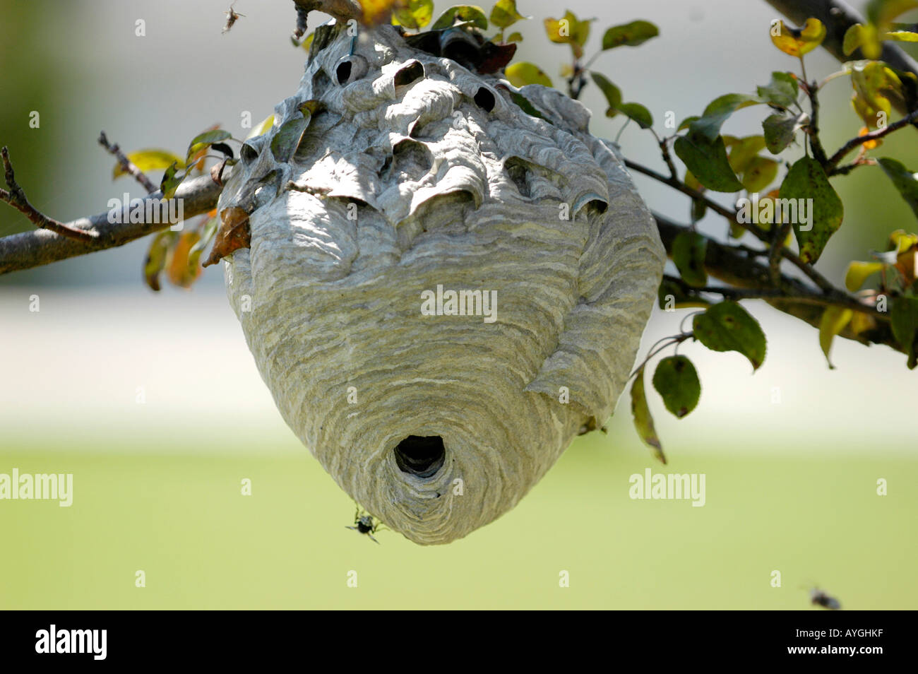 Wasp hive nest in a tree Stock Photo: 9773310 - Alamy