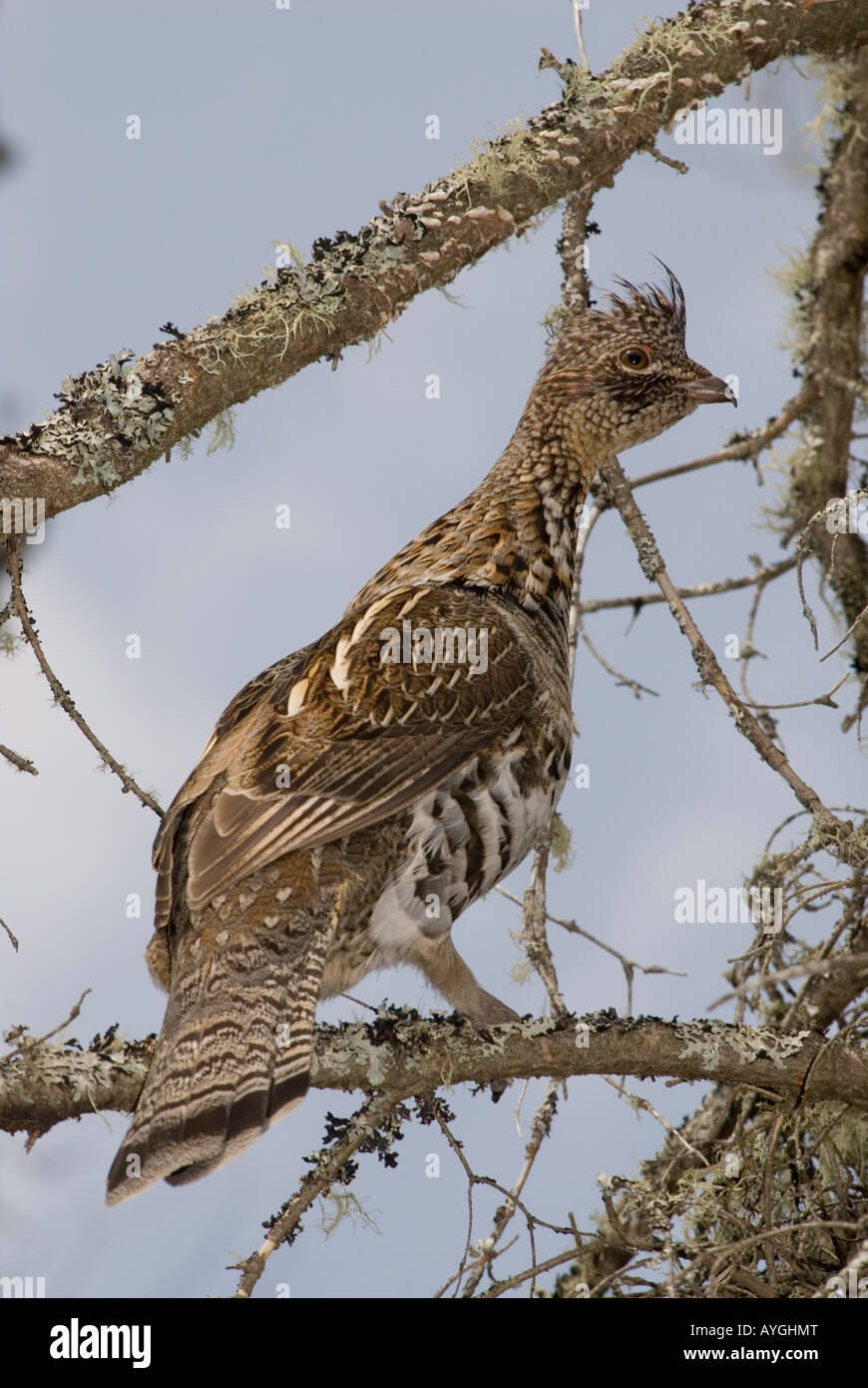 ruffed grouse in tree Stock Photo - Alamy